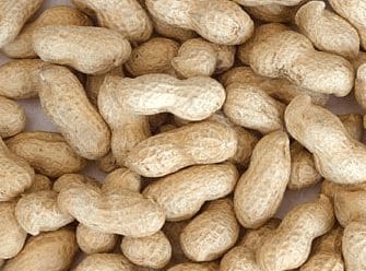 CSIR-SARI showcases improved groundnut varieties | NewsGhana