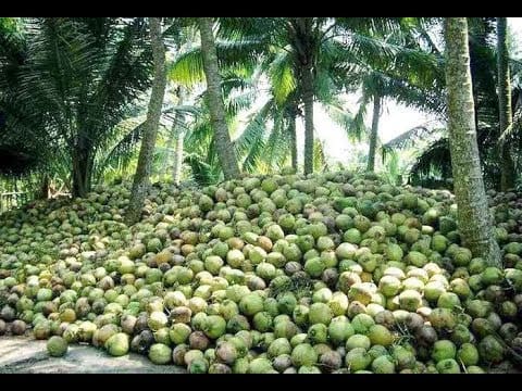 Goshen Global Vision recommends students to consider coconut farming as ...